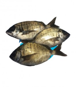 Sar commun - Correa Kessler